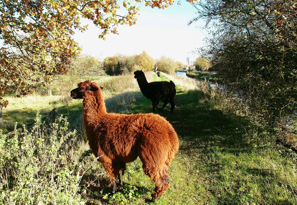 Alpacas moved over safety fears - The Voice