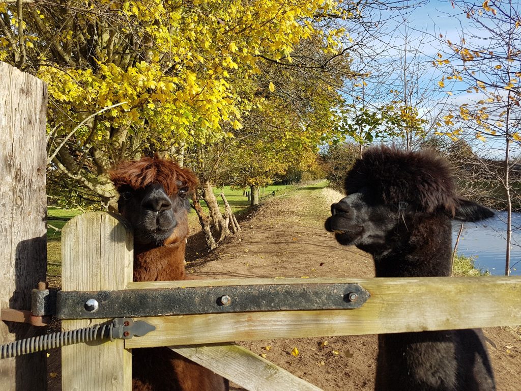 Alpacas moved over safety fears - The Voice