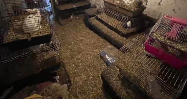 Police and RSPCA rescue 55 animals from Spalding home after concerns ...