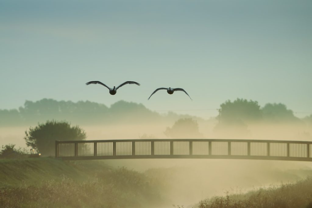 Your top images to adorn Tulip Suite walls - The Voice